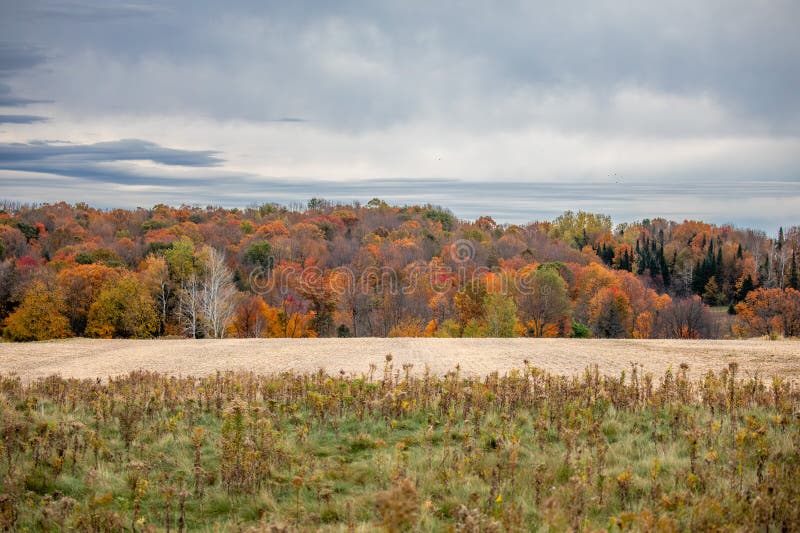 Colorful Trees Next To Wisconsin Farmland Stock Image - Image of ...