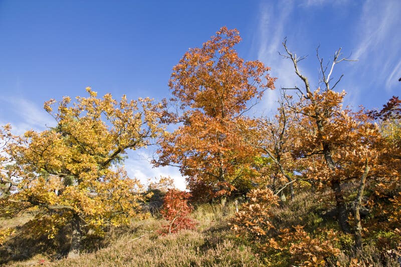 Stack of wood stock photo. Image of renewable, brown - 80905684