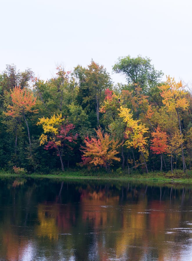Colorful Trees on the River Bank Stock Photo - Image of raptor, perched ...