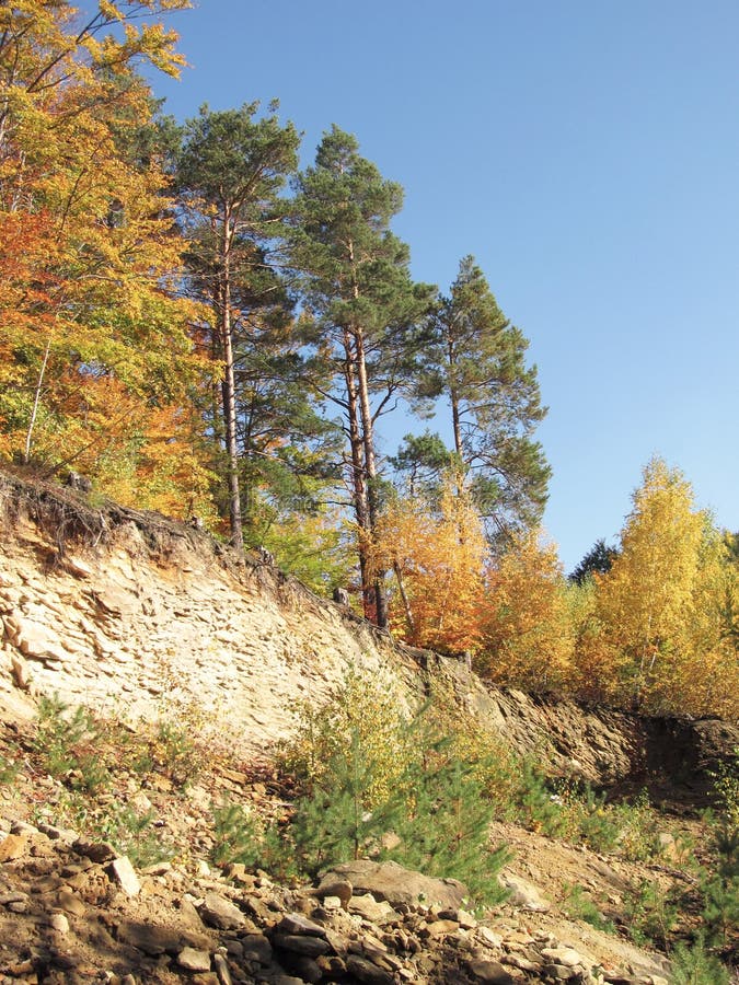 Colorful trees on the rock stock image. Image of branches - 61419987