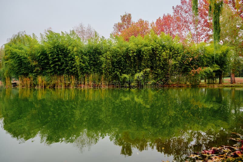 Colorful Trees, Small Puddle of Pond of Water, Stock Image - Image of ...