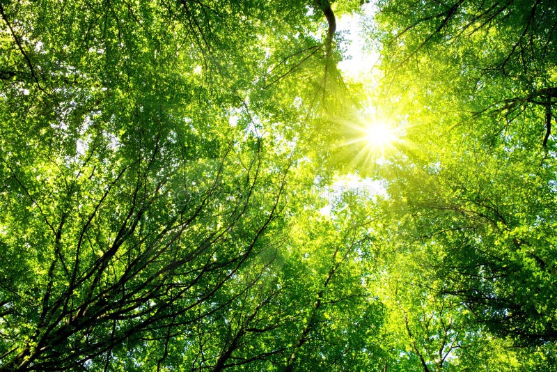 Green Forest. Sun Light through Treetops Stock Image - Image of life ...