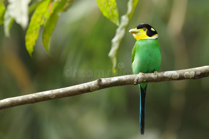 Colorful tropical bird stock image. Image of rainforest - 19913395