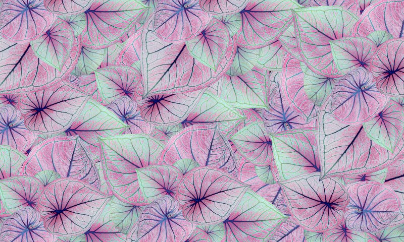 Colorful Tropical Caladium Plant Heart Shape Stock Photo - Image of ...