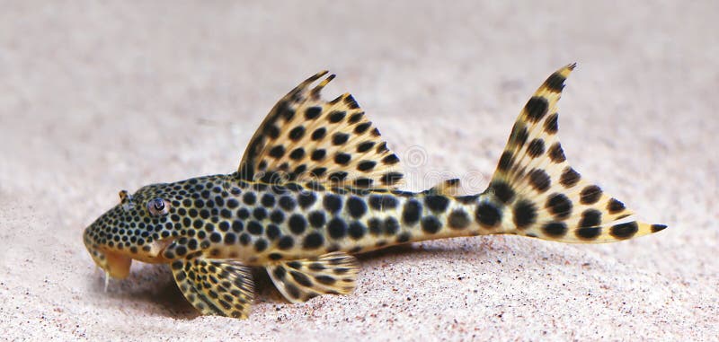 Colorful tropical catfish stock photo. Image of decorative - 3074978