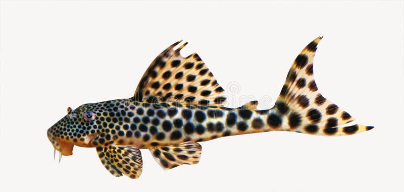 Colorful tropical catfish stock photo. Image of tank, catfish - 3960690