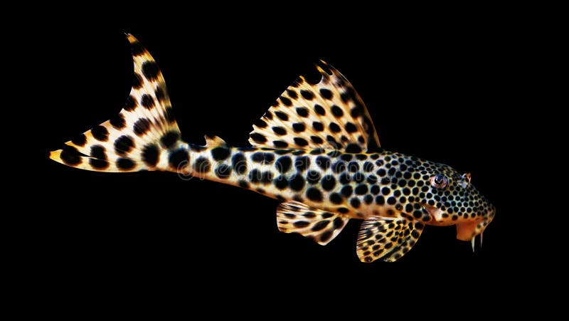 Colorful tropical catfish stock photo. Image of colorful - 3960692