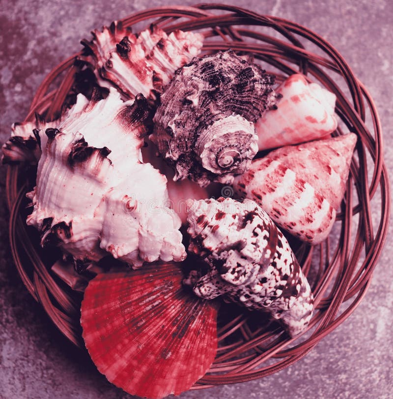 Tropical Conch Shell on Gray Background for Banner Design Stock Image ...