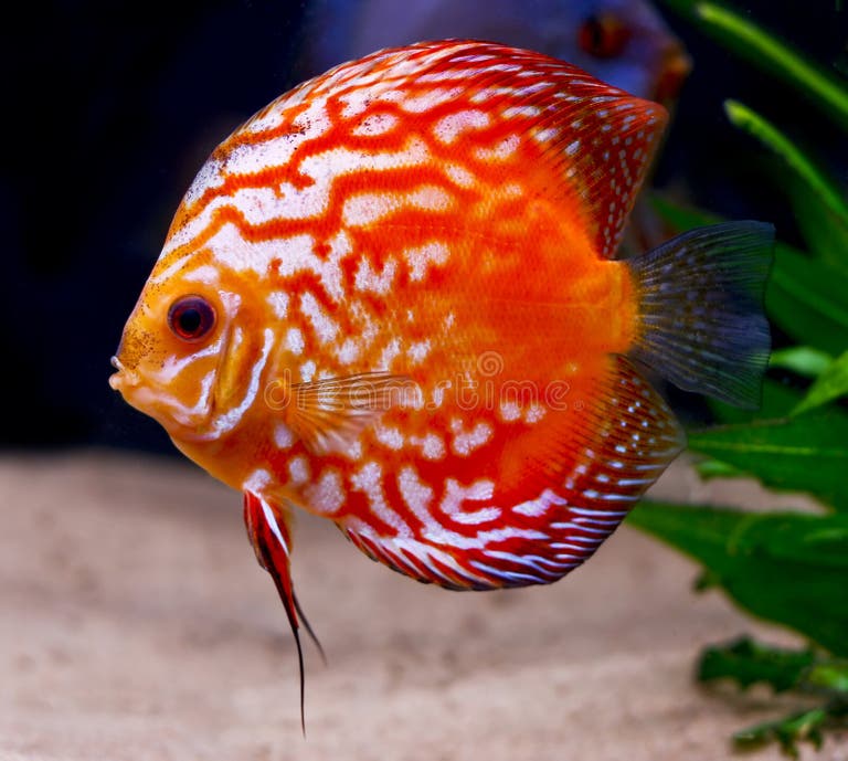 Colorful Tropical Discus Fish Stock Photo - Image of discus ...