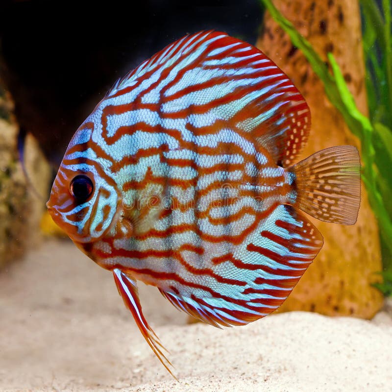 Tropical discus fish stock image. Image of round, aquarium - 5386761