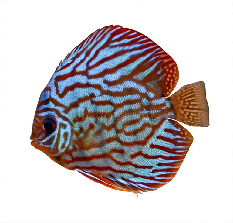 Colorful Tropical Discus Fish Stock Image - Image of cichlid, creature ...