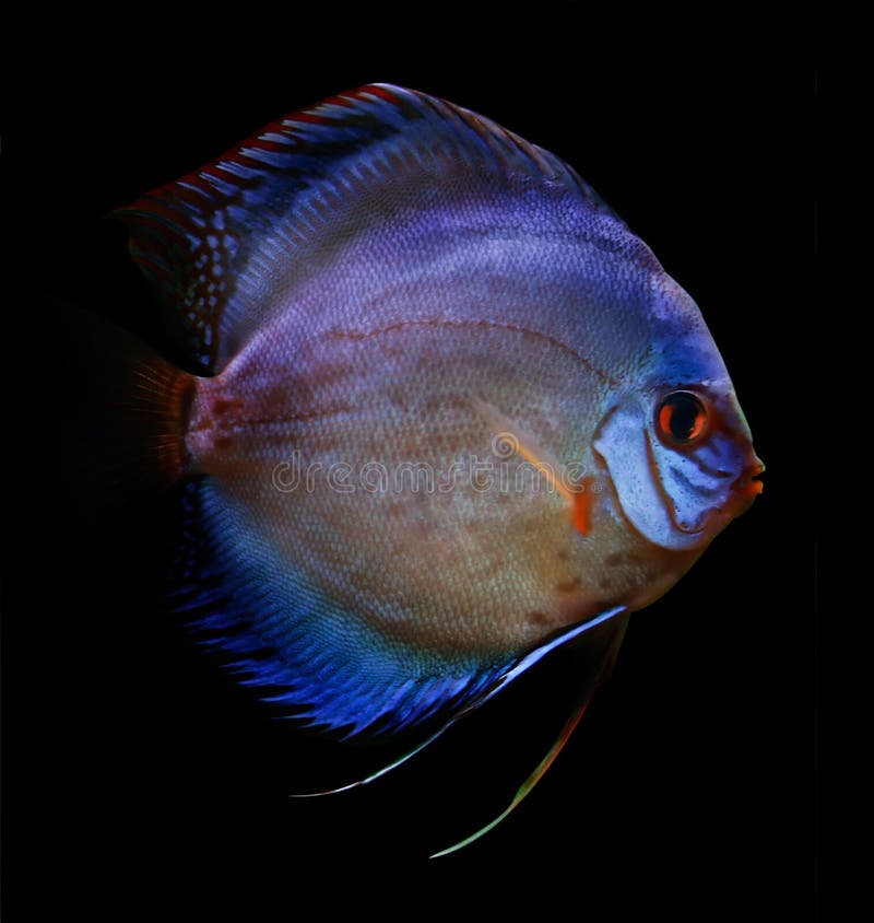 Discus, Tropical Decorative Fish Stock Photo - Image of exotic ...