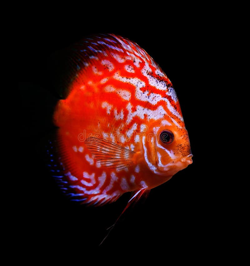 Colorful Tropical Discus Fish Stock Photo - Image of round, discus: 3872078