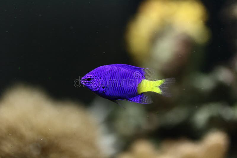 Colorful Tropical Fish stock image. Image of detail, details - 6474501