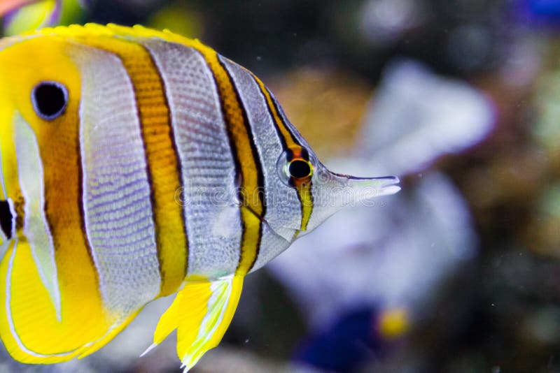 Colorful tropical fish stock photo. Image of vivid, tropics - 6474488