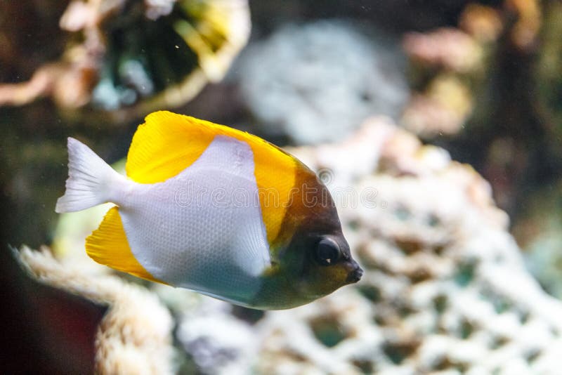 Colorful tropical fish stock image. Image of single, colourful - 18919961