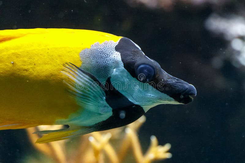 417 Tropical Fish Side Profile Stock Photos - Free & Royalty-Free Stock ...