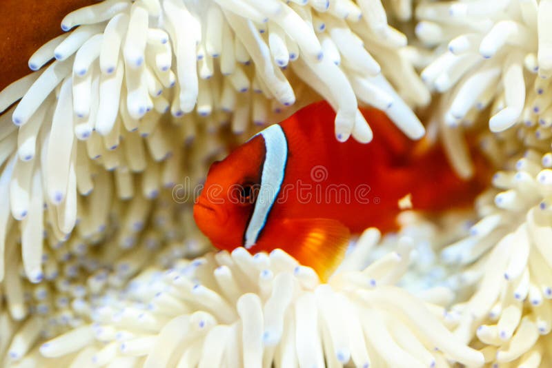 Colorful tropical fish stock photo. Image of single, striped - 89562066