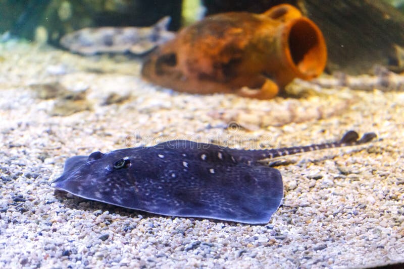 417 Tropical Fish Side Profile Stock Photos - Free & Royalty-Free Stock ...