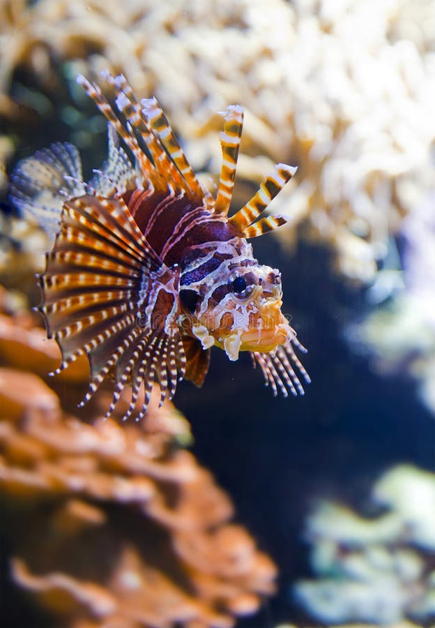 Colorful Tropical Fish Under Water Stock Image - Image of coral ...