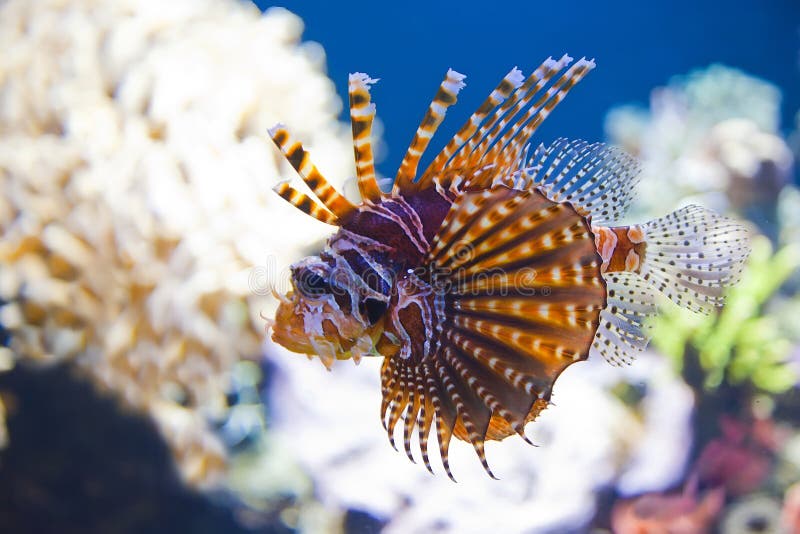 Colorful Tropical Fish Under Water Stock Image - Image of animal ...