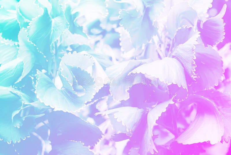 Colorful Tropical Leaves with Blue and Purple Color Filter Stock Photo ...