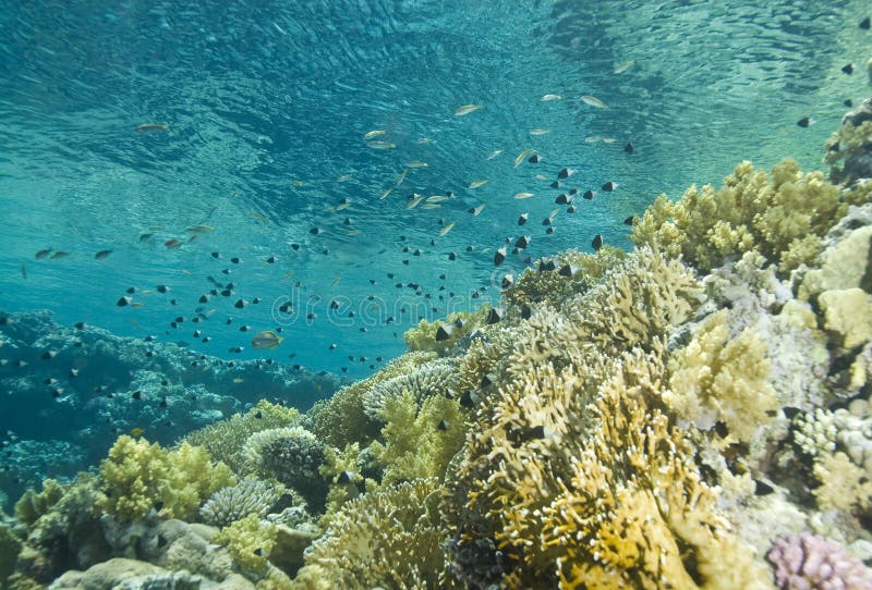 A Colorful Tropical Reef Scene in Shallow Water. Stock Photo - Image of ...