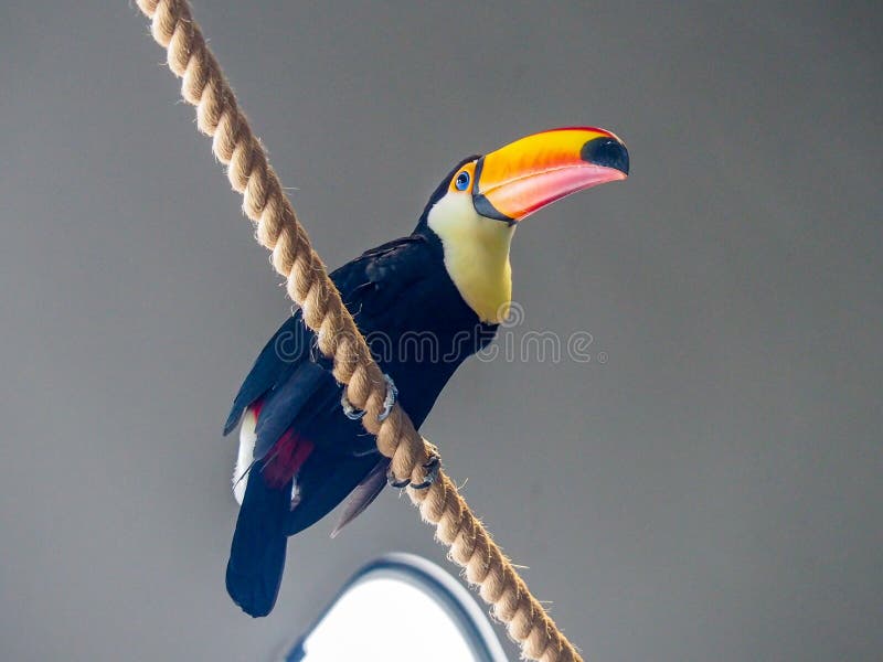 Colorful tropical toucan stock photo. Image of colored - 104505236