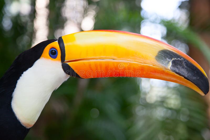 Colorful tucan stock image. Image of amazon, orange - 183150727