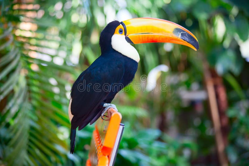 Toucan in Profile stock image. Image of brazilian, colours - 4819901