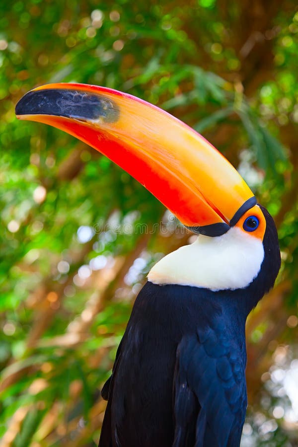 Colorful tucan stock photo. Image of america, beak, orange - 32848240