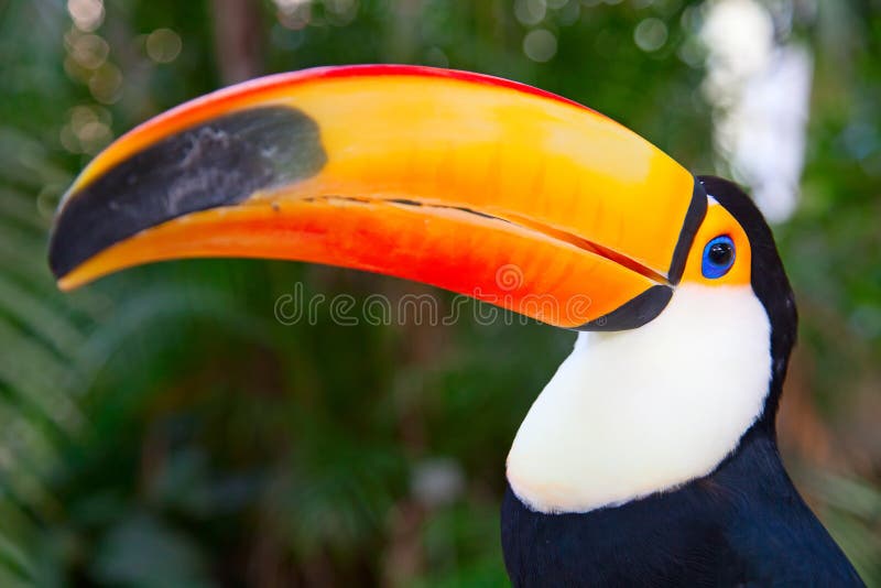 Colorful tucan stock image. Image of aviary, orange, amazon - 35831021