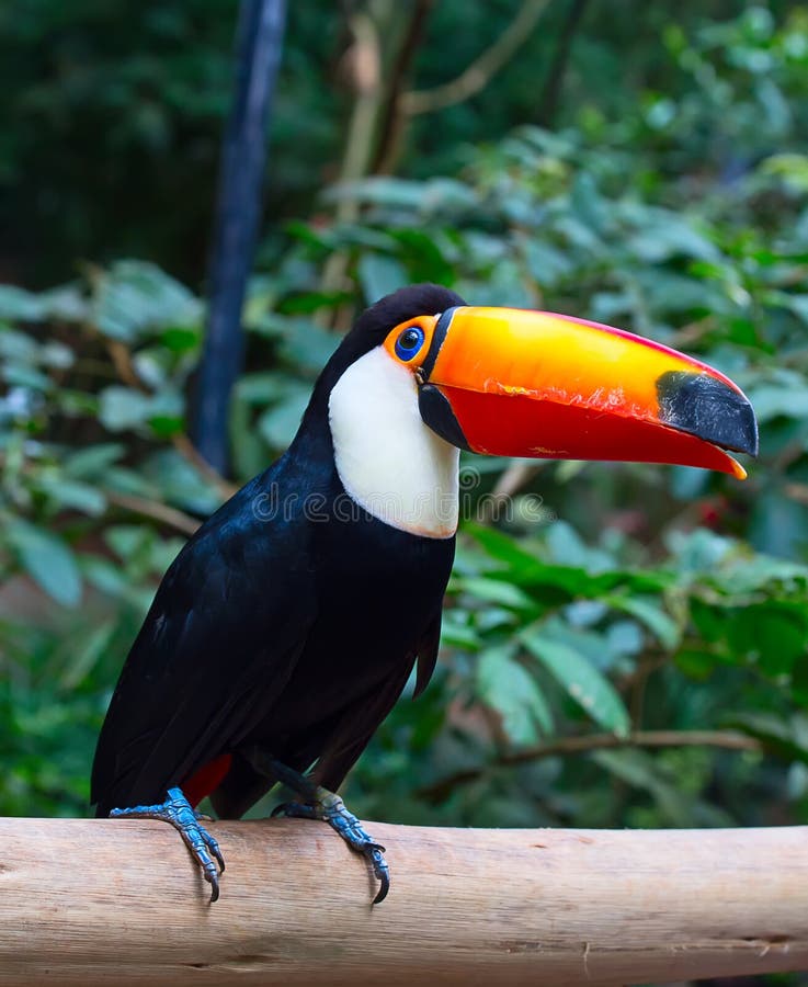 Colorful tucan stock image. Image of color, feather, profile - 63336823