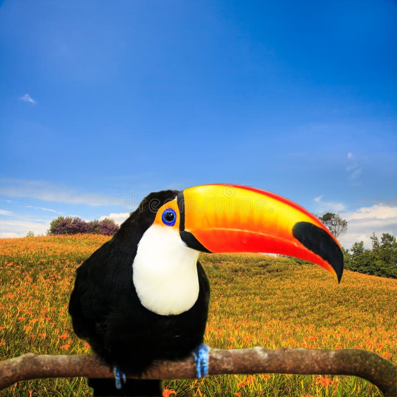 Colorful tucan stock image. Image of bird, brazil, blue - 36435015