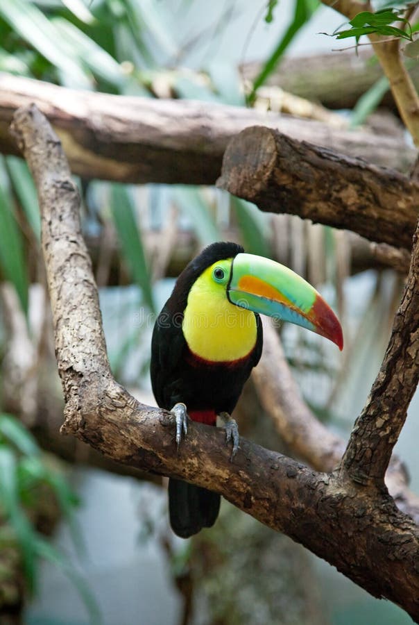 Colorful Tucan bird stock photo. Image of cancun, fowl - 14523776