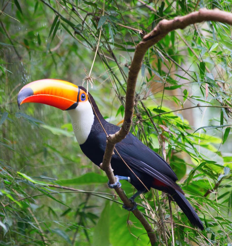 Colorful tucan stock photo. Image of beauty, beautiful - 111321594