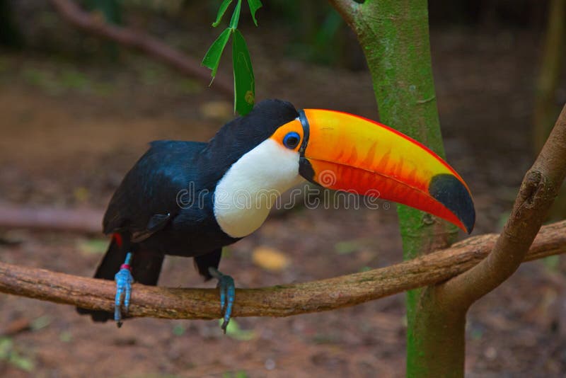 Colorful tucan stock image. Image of america, black - 135172745