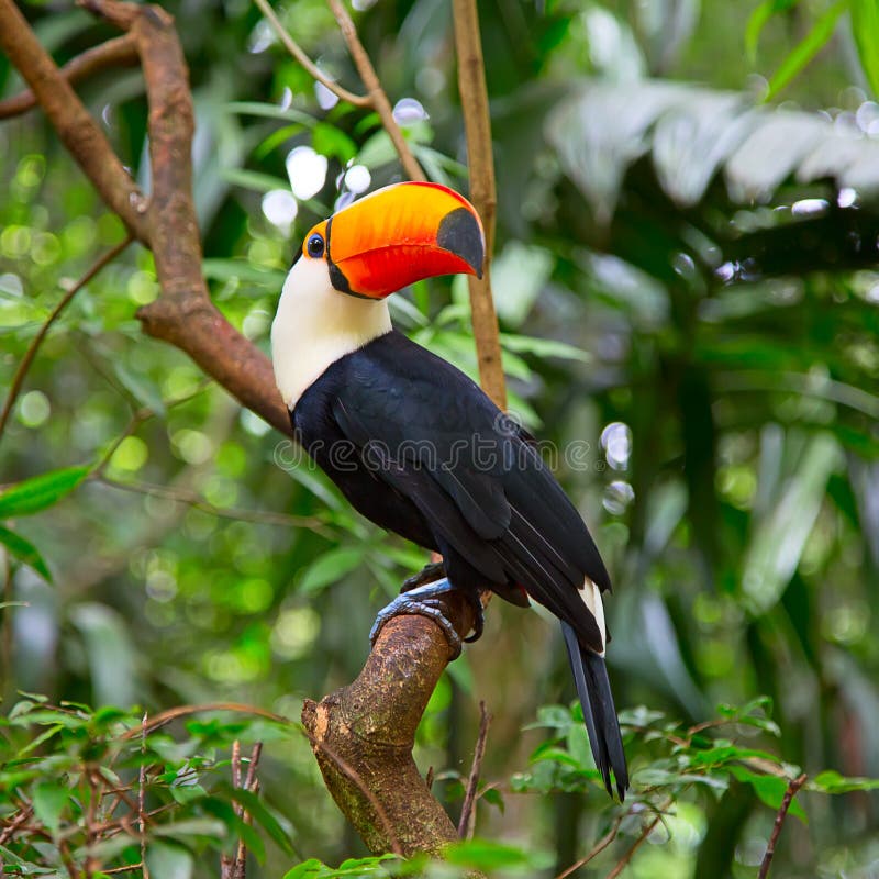 Colorful tucan stock image. Image of rainforest, america - 65904917