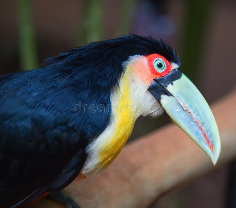 Colorful tucan stock image. Image of blue, profile, black - 72155489