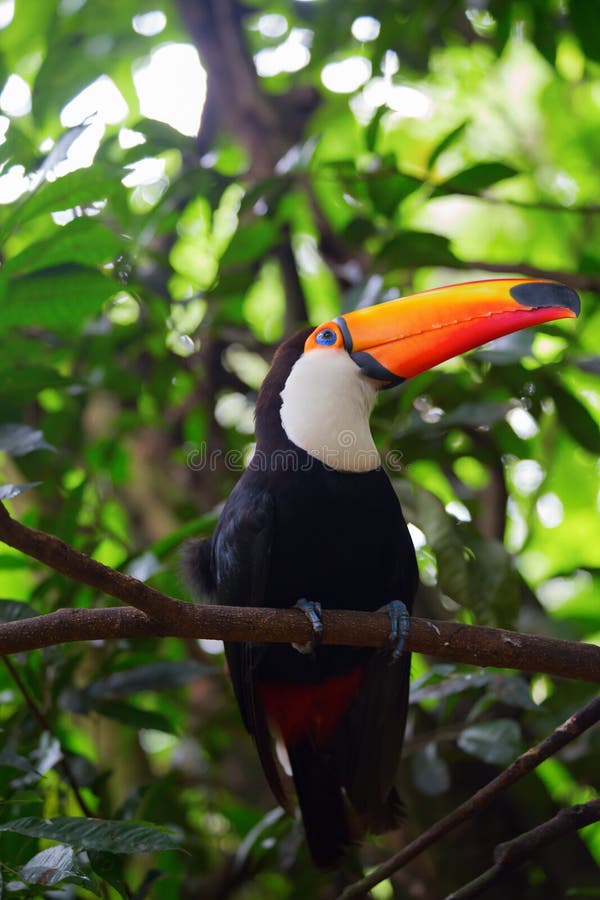 Colorful tucan stock photo. Image of iguacu, ornithological - 91117084