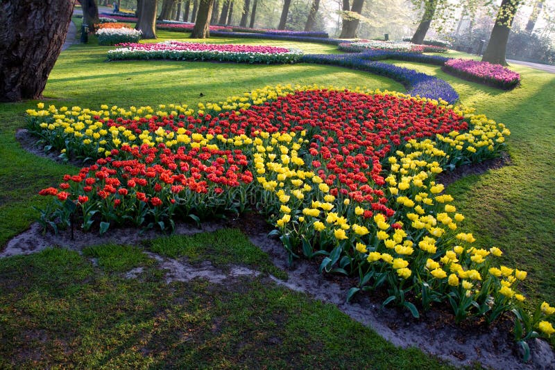 Colorful tulip beds stock photo. Image of nature, flora - 9099874