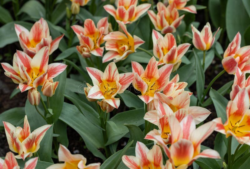 Colorful Tulip Called Quebec. Stock Photo - Image of lily, name: 355376140