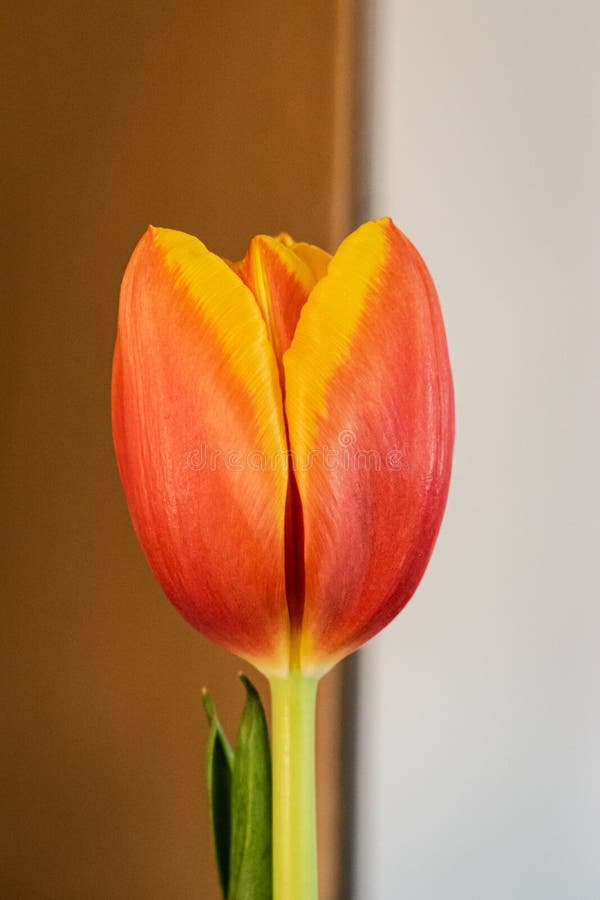Colorful tulip close-up stock photo. Image of romance - 244946550