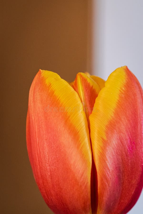 Colorful tulip close-up stock photo. Image of botanical - 244946606