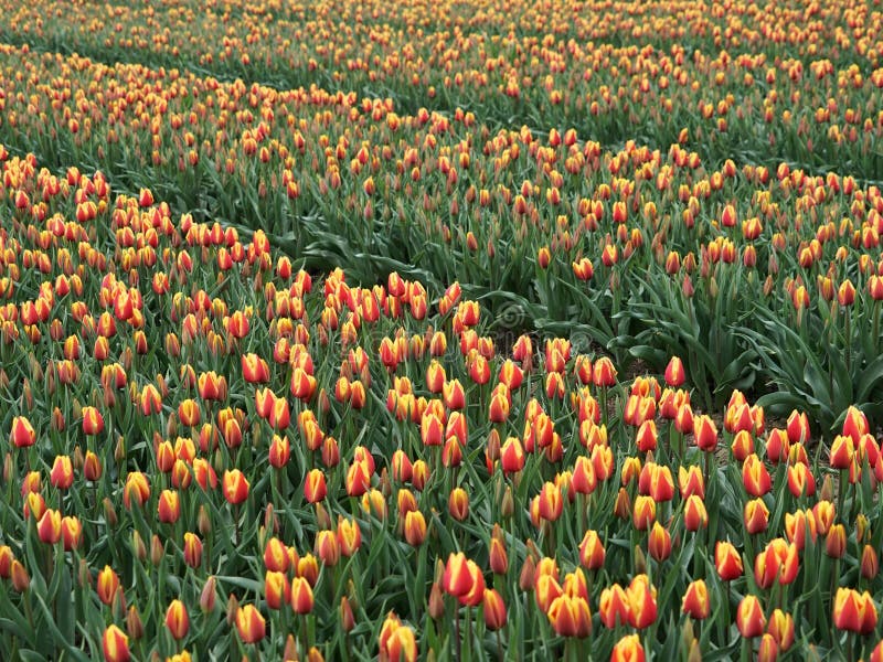 Colorful Tulip Field in Red and Yellow Shining in Holland Stock Photo ... Colorful Tulip Field in Red and Yellow Shining in Holland Stock Photo ...