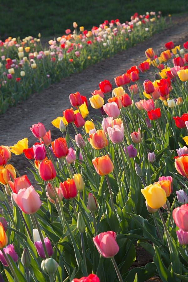 Colorful Tulip Field Vertical Format Stock Photo - Image of purple ...