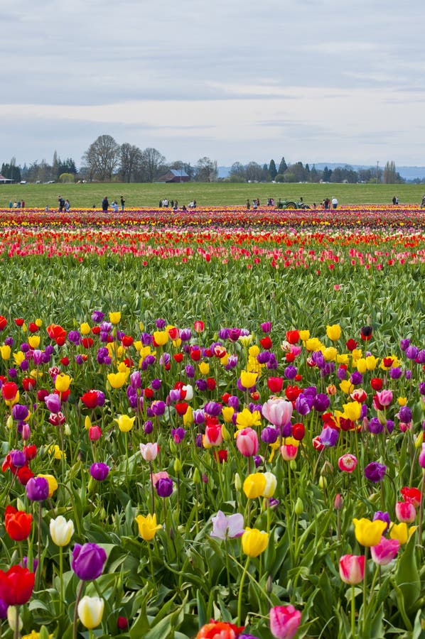 Colorful Tulip Fields in Bloom Stock Image - Image of field, farm: 29429917