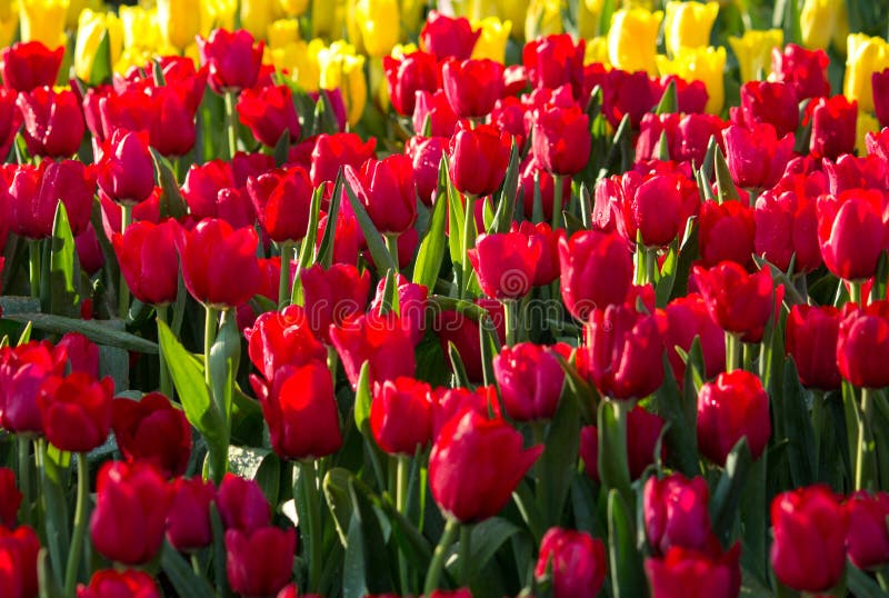 Colorful Tulip Flower Fields Blooming Stock Image - Image of garden ...
