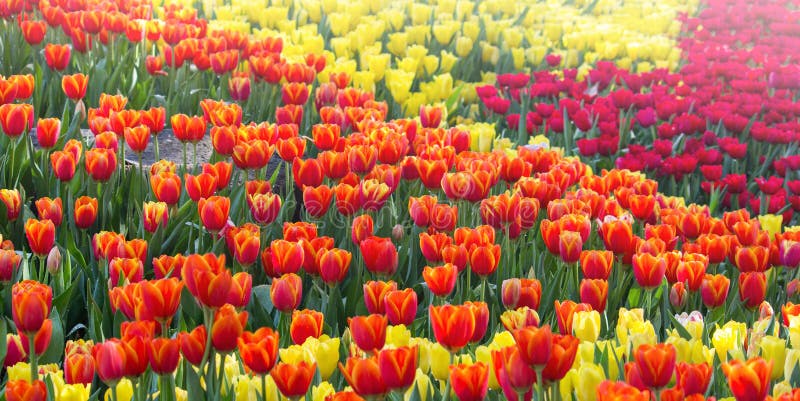 Colorful Tulip Flower Fields Blooming Stock Image - Image of grass ...