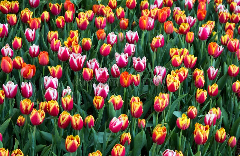Colorful Tulip Flower Fields Blooming Stock Image - Image of fresh ...